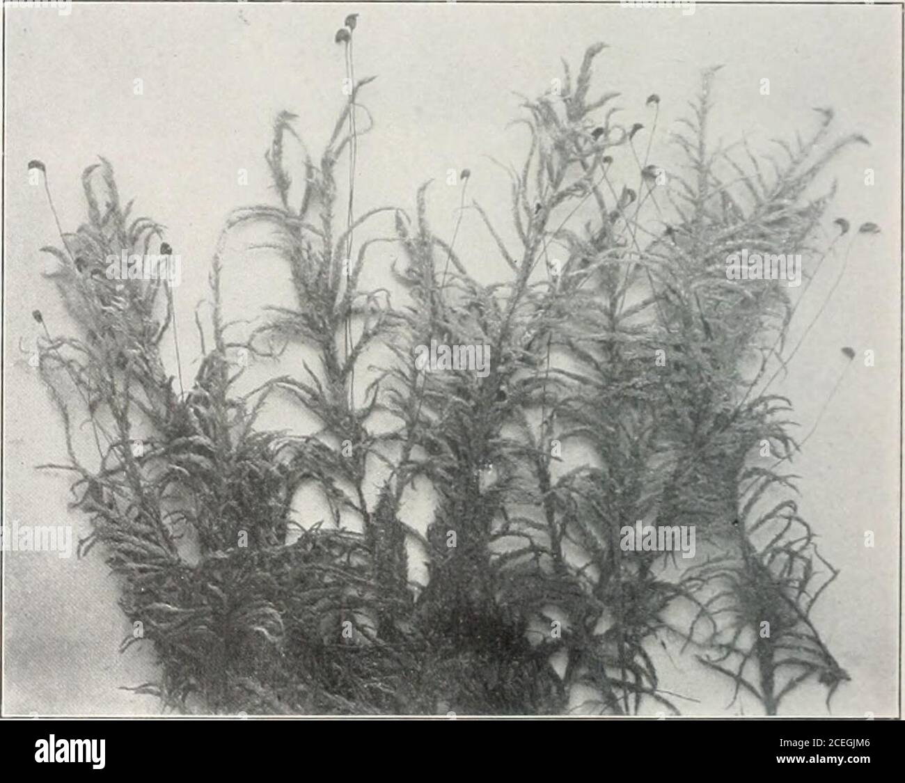 Apical linear obtuse leaf hi-res stock photography and images - Alamy