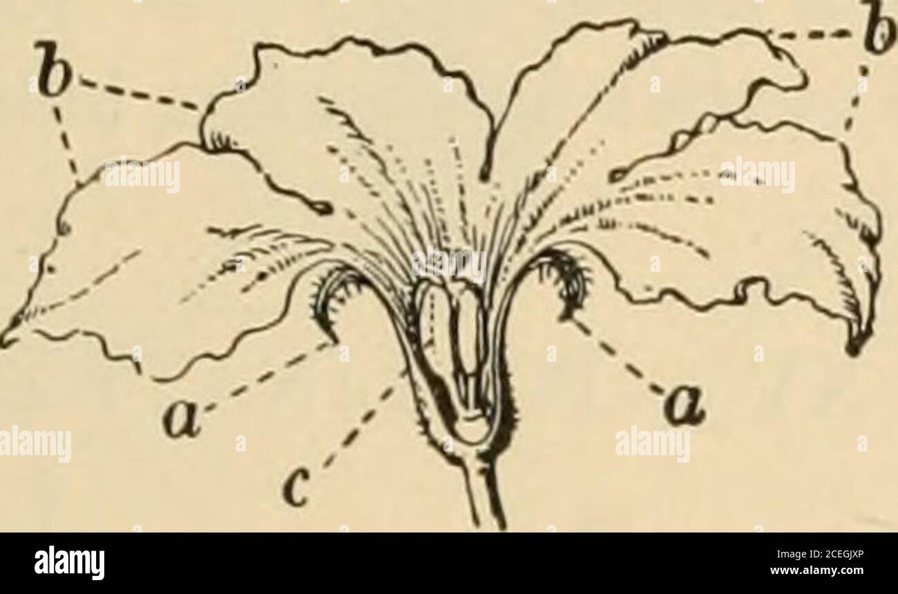 Tomato flowers falling hi-res stock photography and images - Alamy