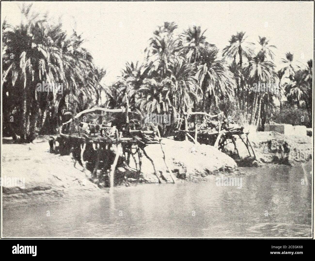 . Dates of Egypt and the Sudan. Fig. 1.—A Date Grove, Chiefly of the ...