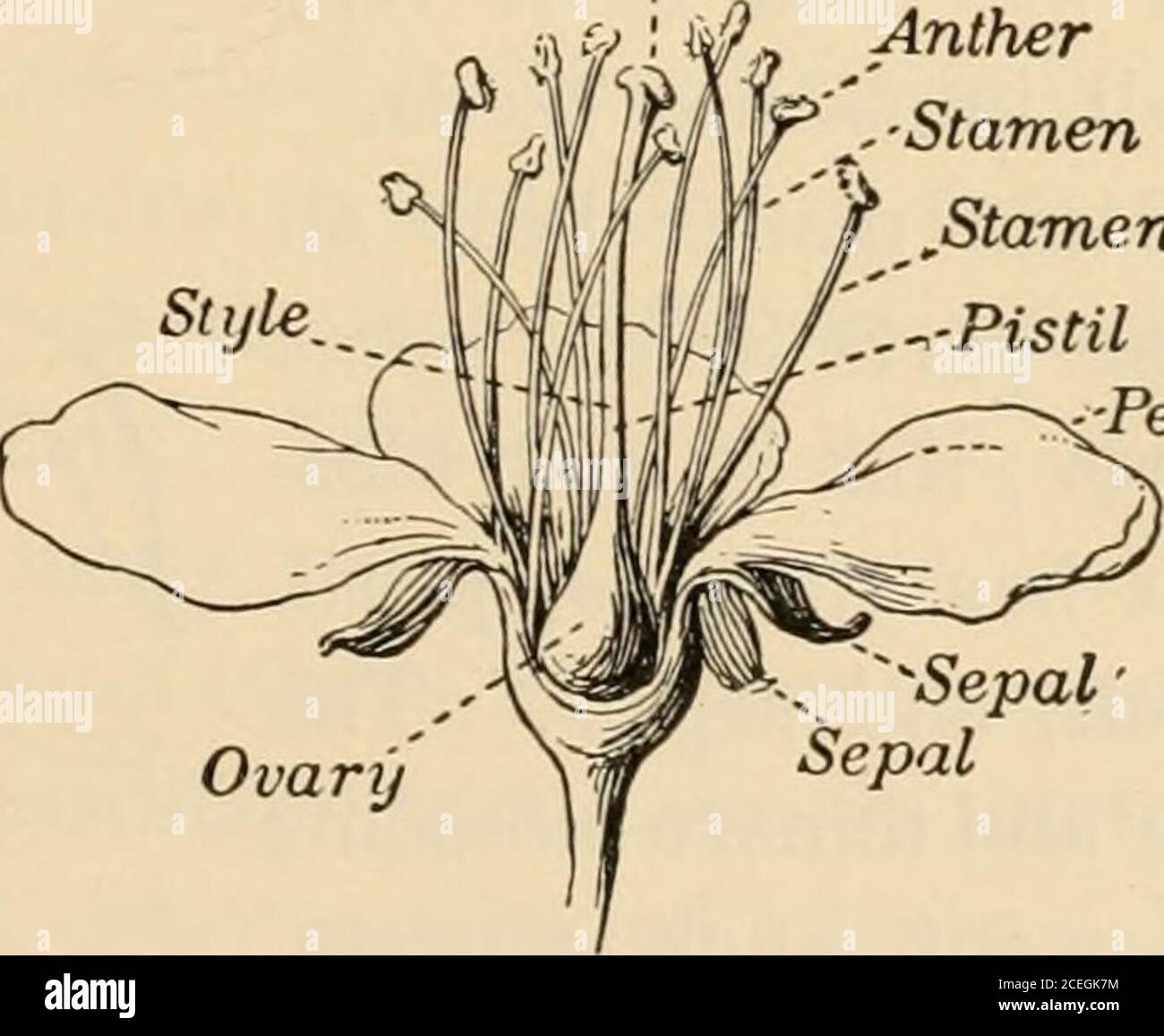 . Agriculture for beginners. Fig. 31. A Buttercup plant. Although they ...
