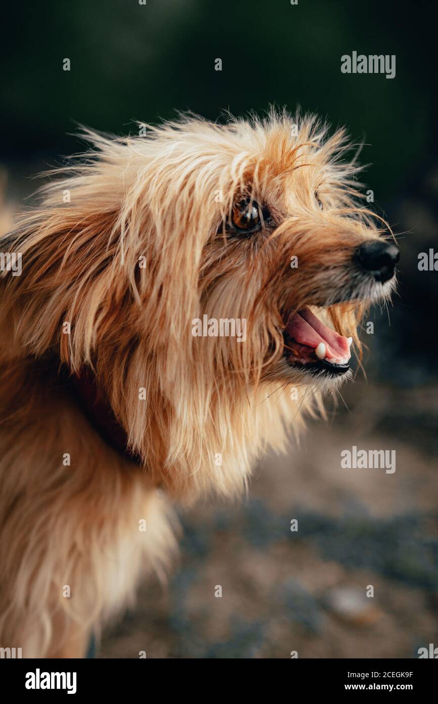 Vertical selective focus shot of a Yorkshire terrier Stock Photo - Alamy