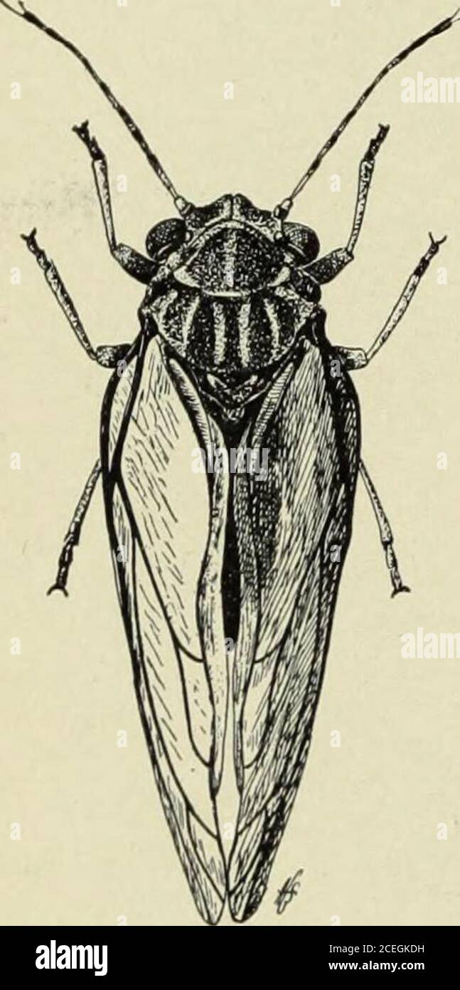 Pear psylla hi-res stock photography and images - Alamy