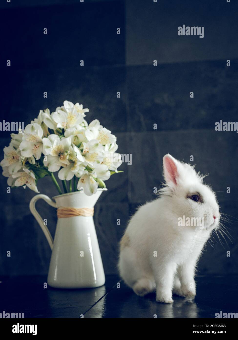 Small fluffy rabbit hi-res stock photography and images - Alamy