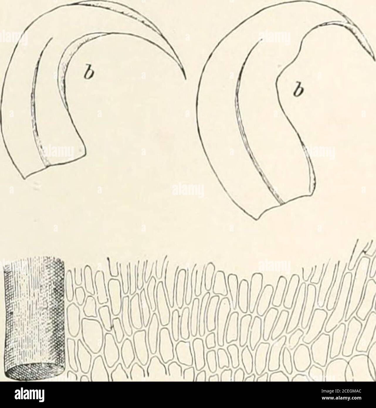 Cross section leaf microscope hi-res stock photography and images - Alamy