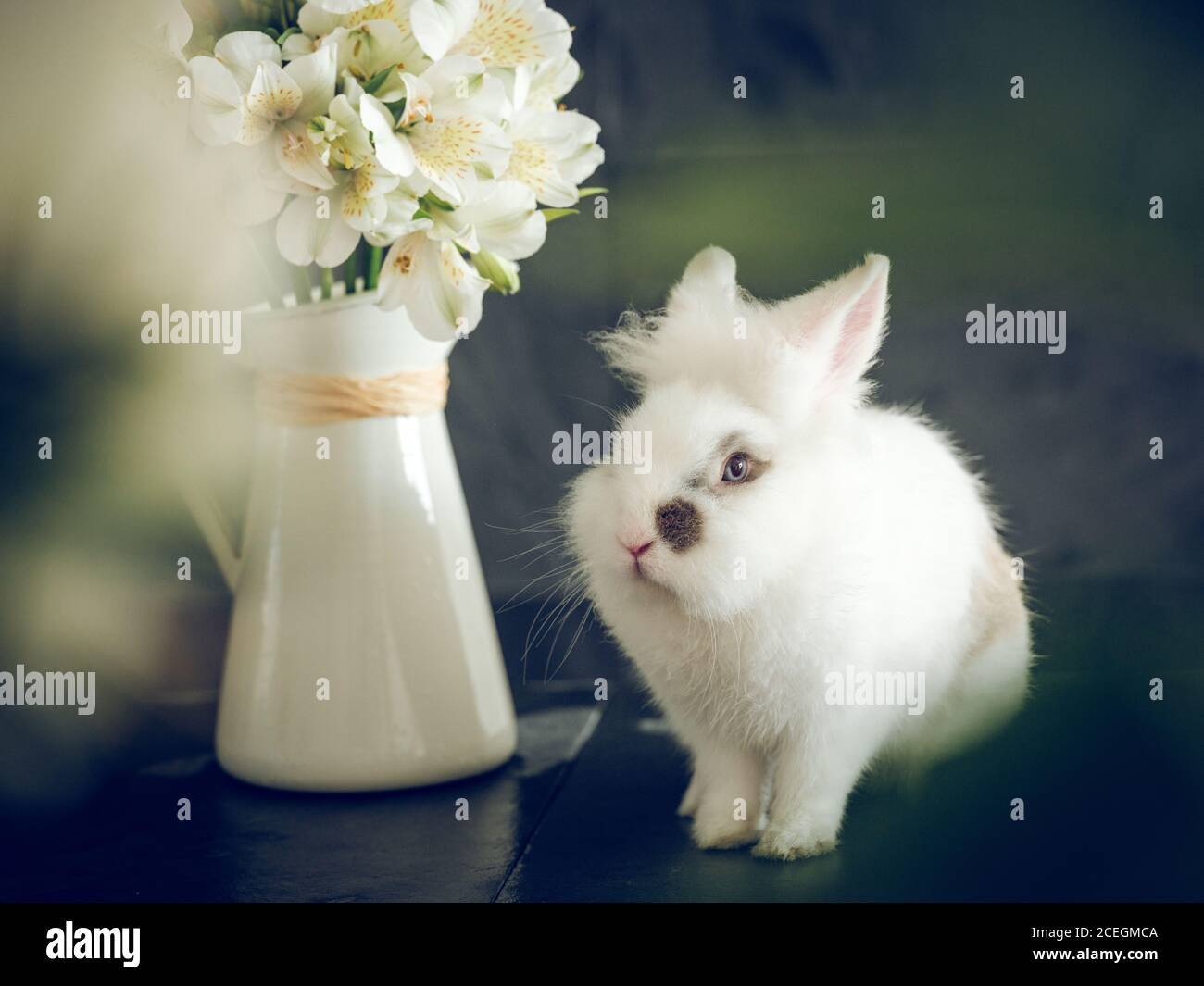 Fluffy rabbit and white flowers Stock Photo - Alamy
