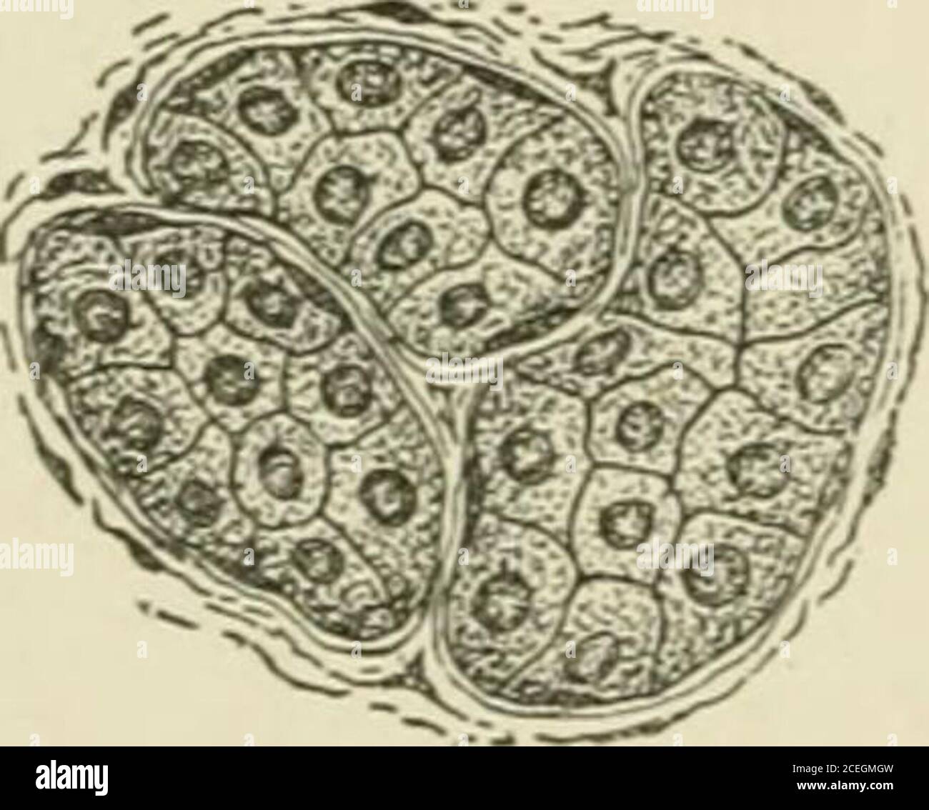 The histology of alveoli hi-res stock photography and images - Alamy