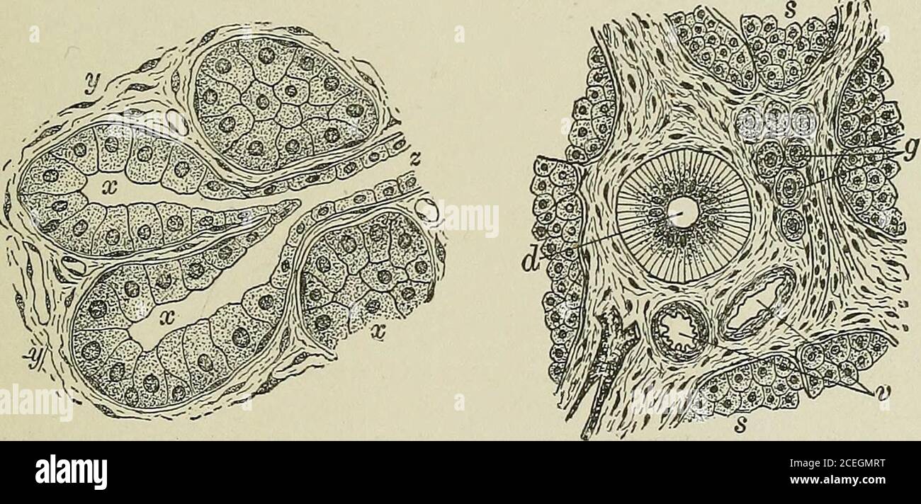 . Text-book of normal histology: including an account of the ...