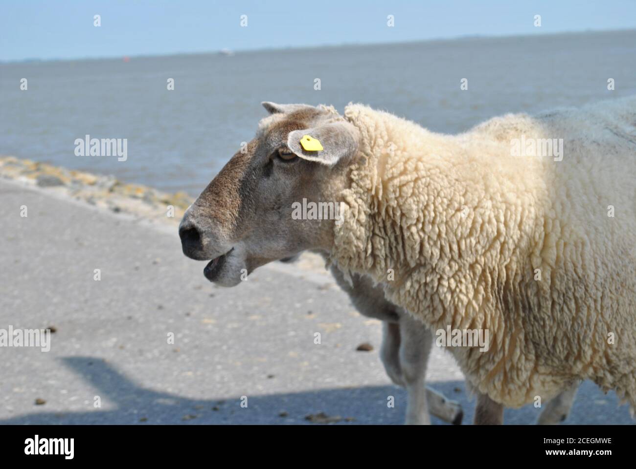 Marked goat hi-res stock photography and images - Alamy
