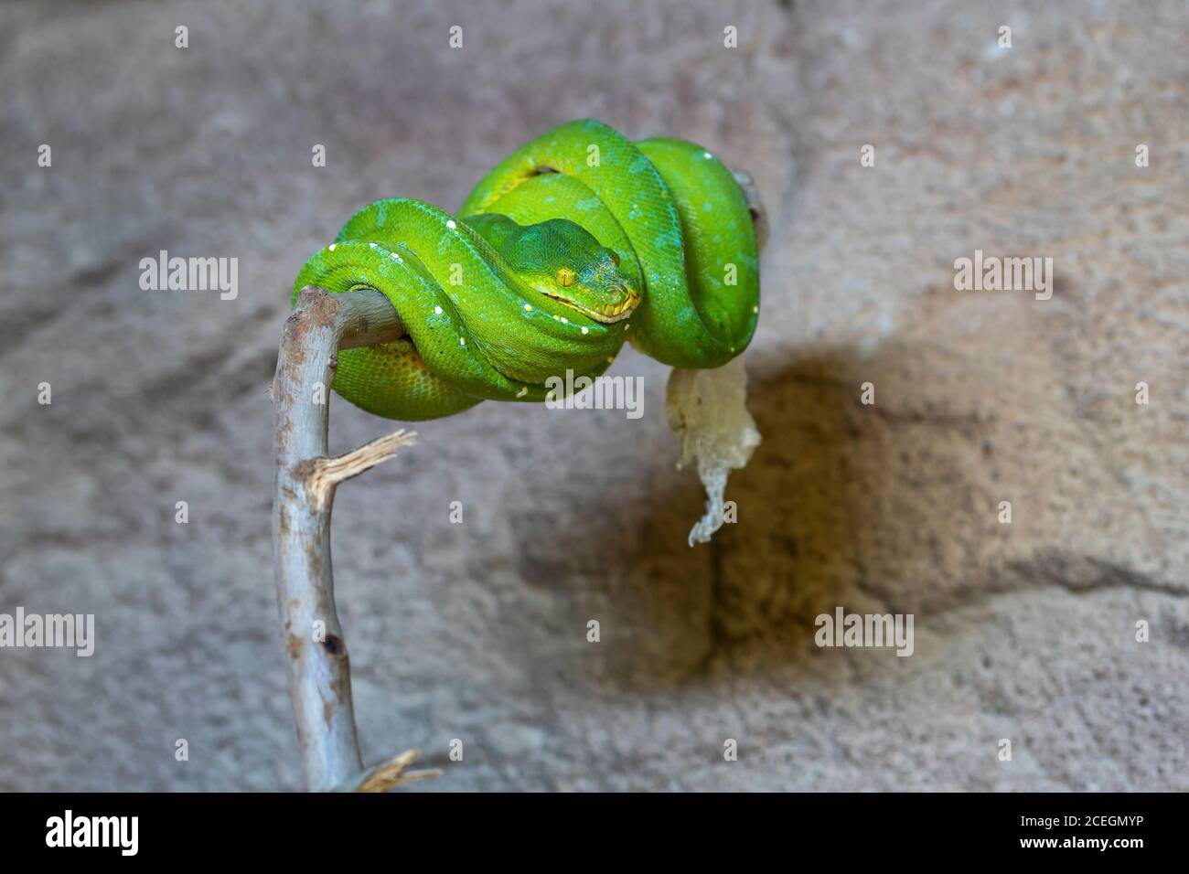 Green Tree Python, Morelia Viridis Stock Photo - Alamy