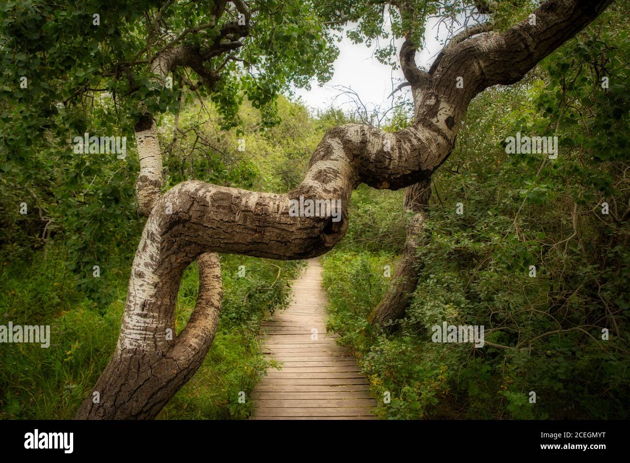 Bending and twisting trees at the Crooked Trees tourism site in a sunny ...
