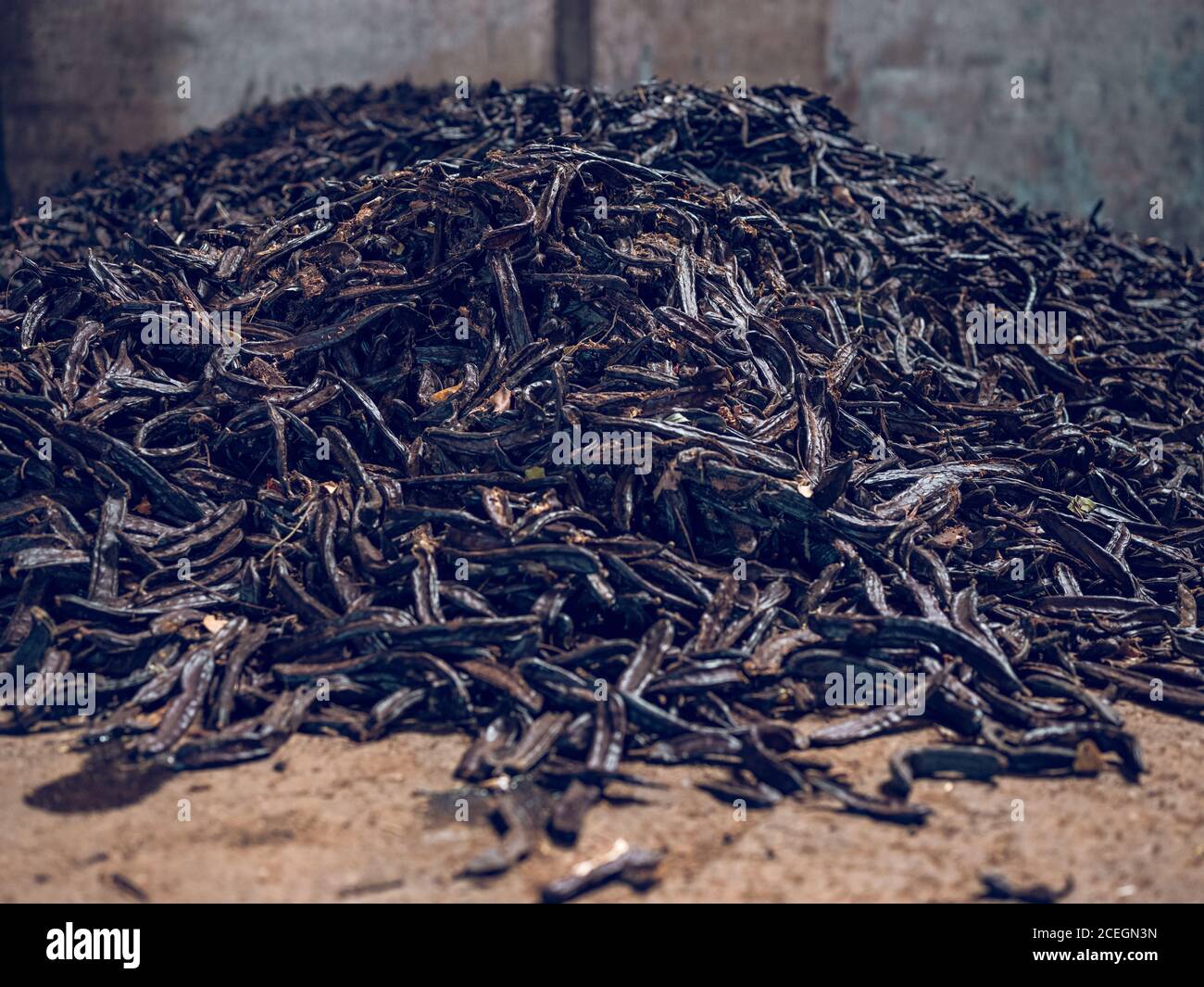 Pile of black colored carob tree seeds in the pods on warehouse Stock ...