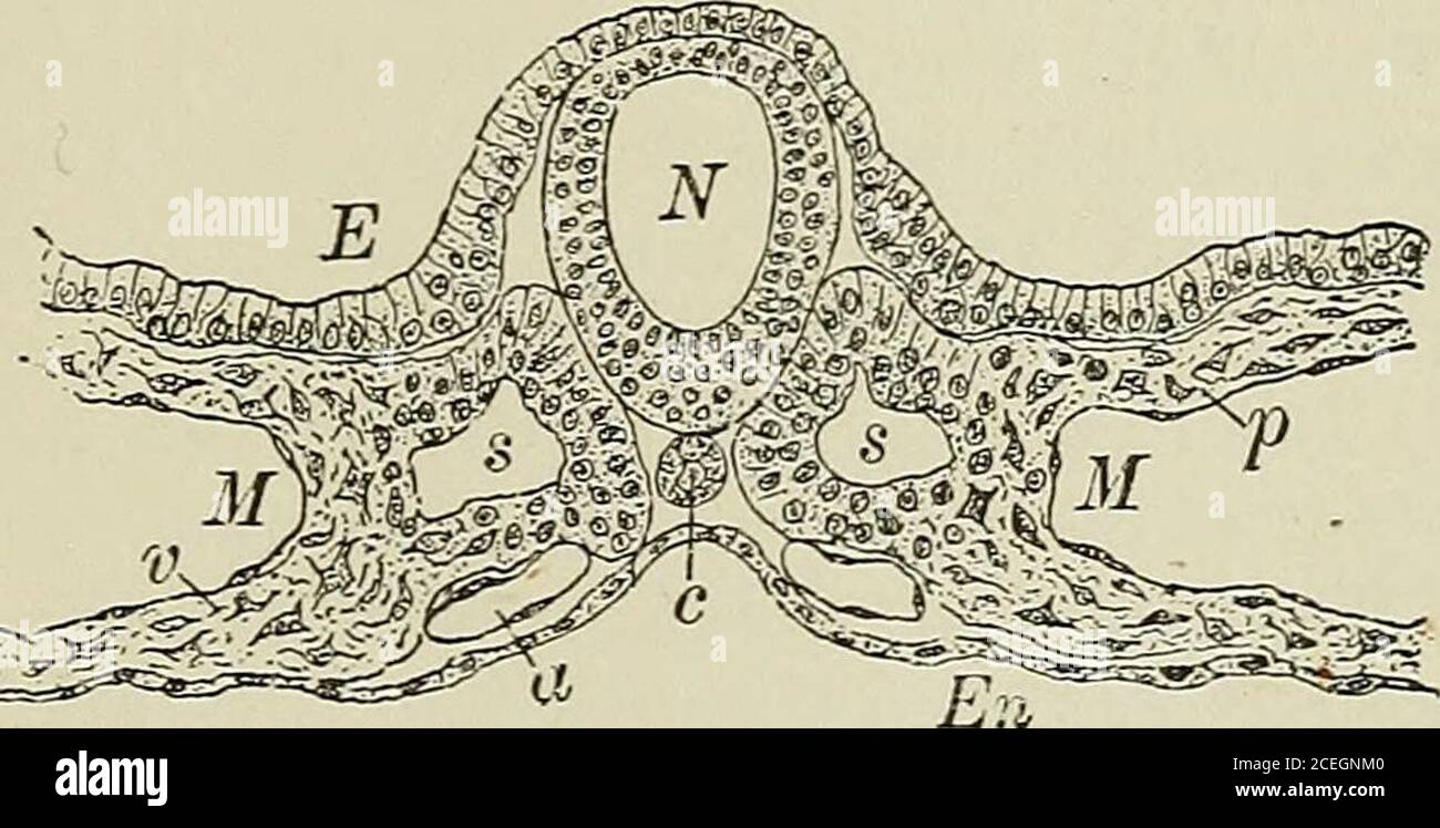 Peritoneal membranes hi-res stock photography and images - Alamy