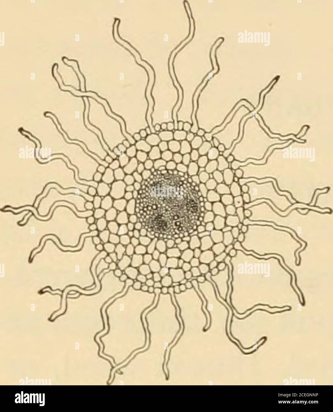 . Agriculture for beginners. Root HairsRadish 28 AGRICULTURE FOR ...