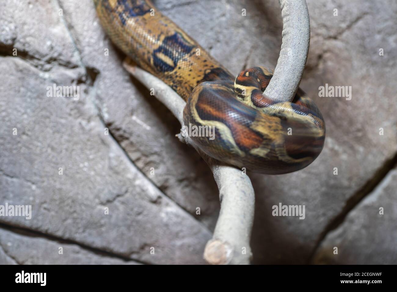Boa constrictor mouth hi-res stock photography and images - Alamy