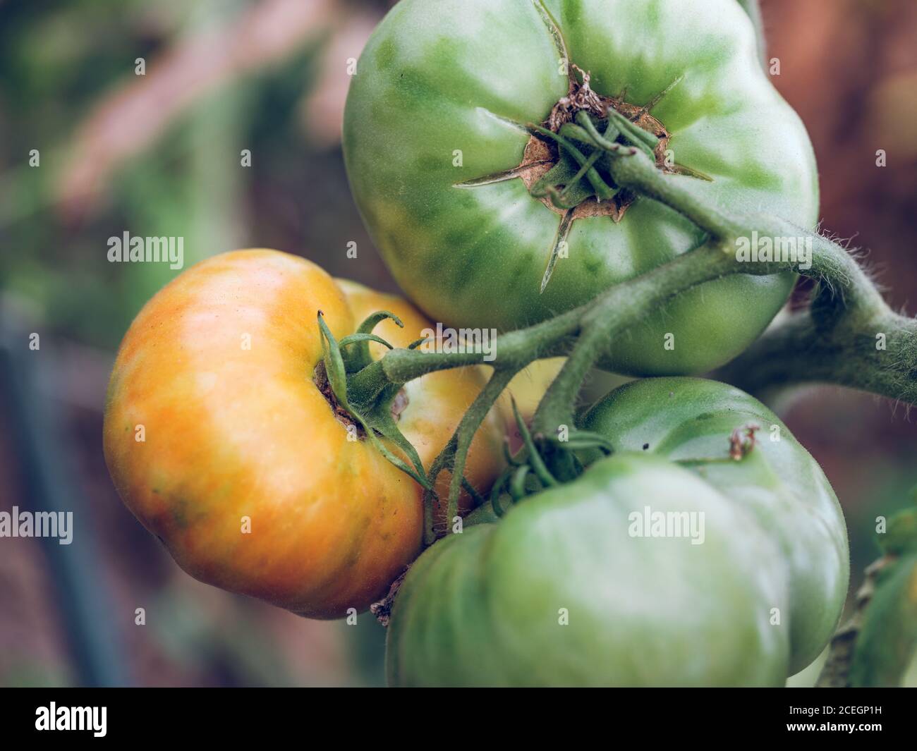 From above close-up shot of green tomatoes growing on branch in the ...