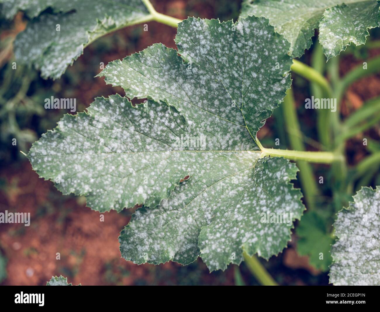 Close up leaves growing hi-res stock photography and images - Alamy