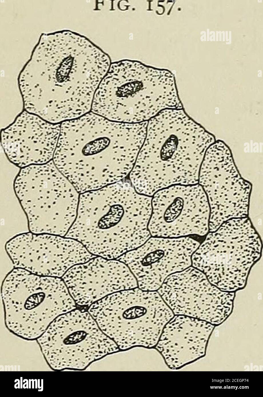 Serous membrane covering hi-res stock photography and images - Alamy