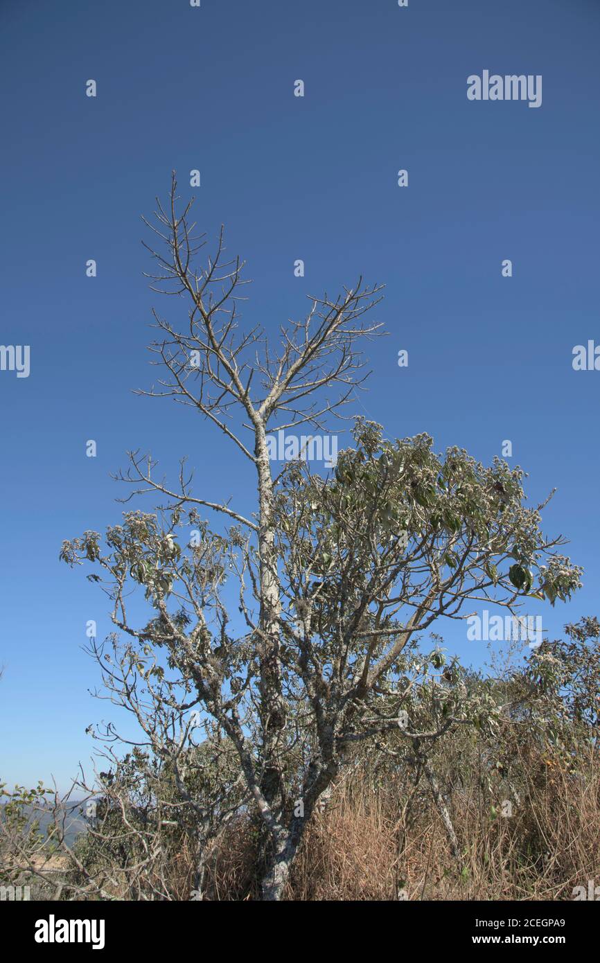 Dry vegetation hi-res stock photography and images - Alamy
