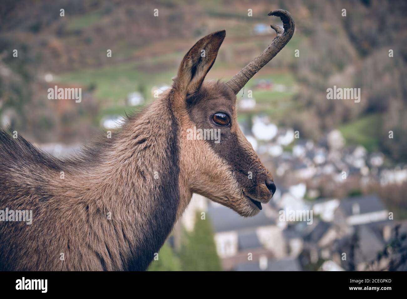 Goat hill hi-res stock photography and images - Alamy