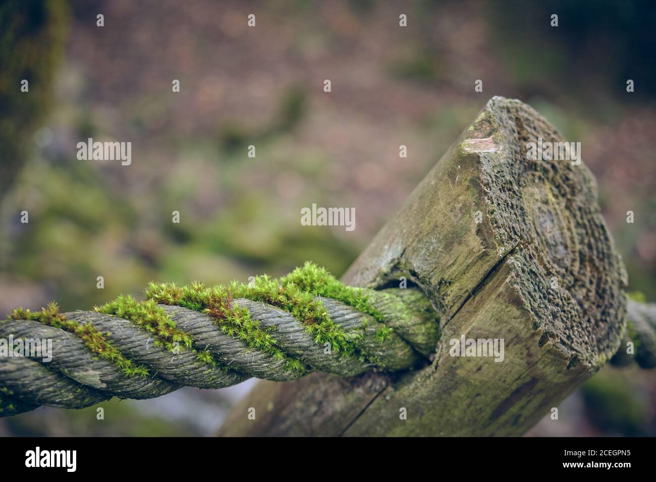 Rope Moss High Resolution Stock Photography and Images - Alamy