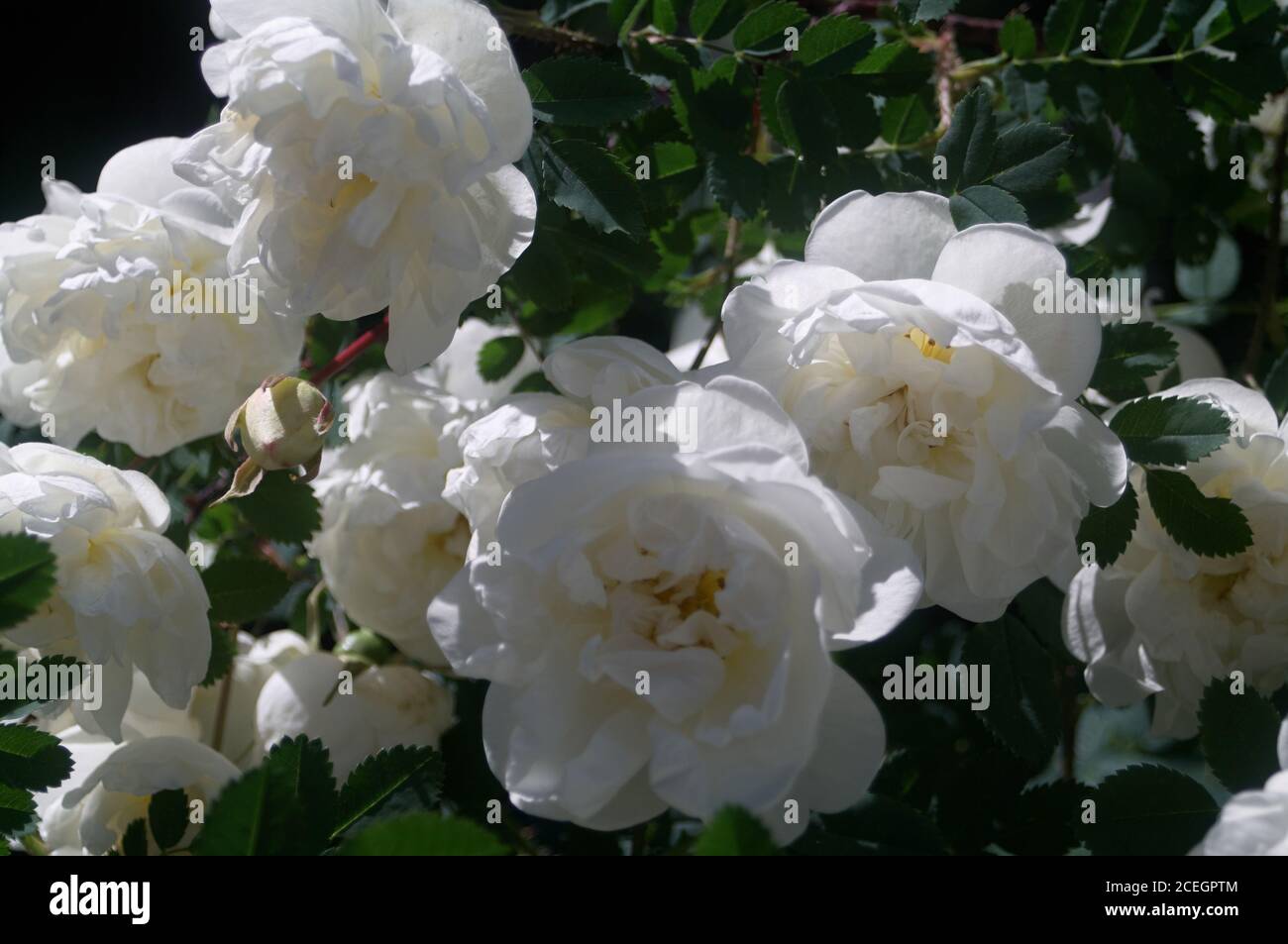 Blooming rosehip bush with white roses in the summer on a sunny clear ...