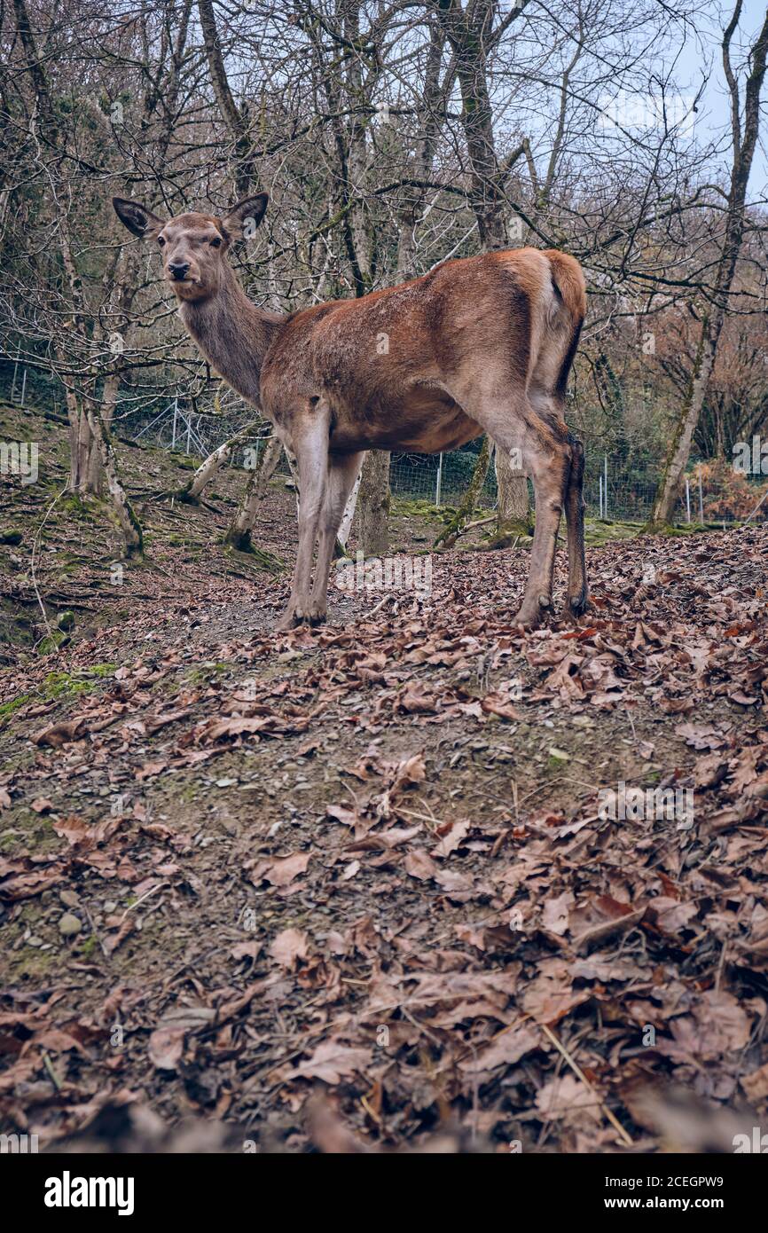 Forest of deer hi-res stock photography and images - Alamy