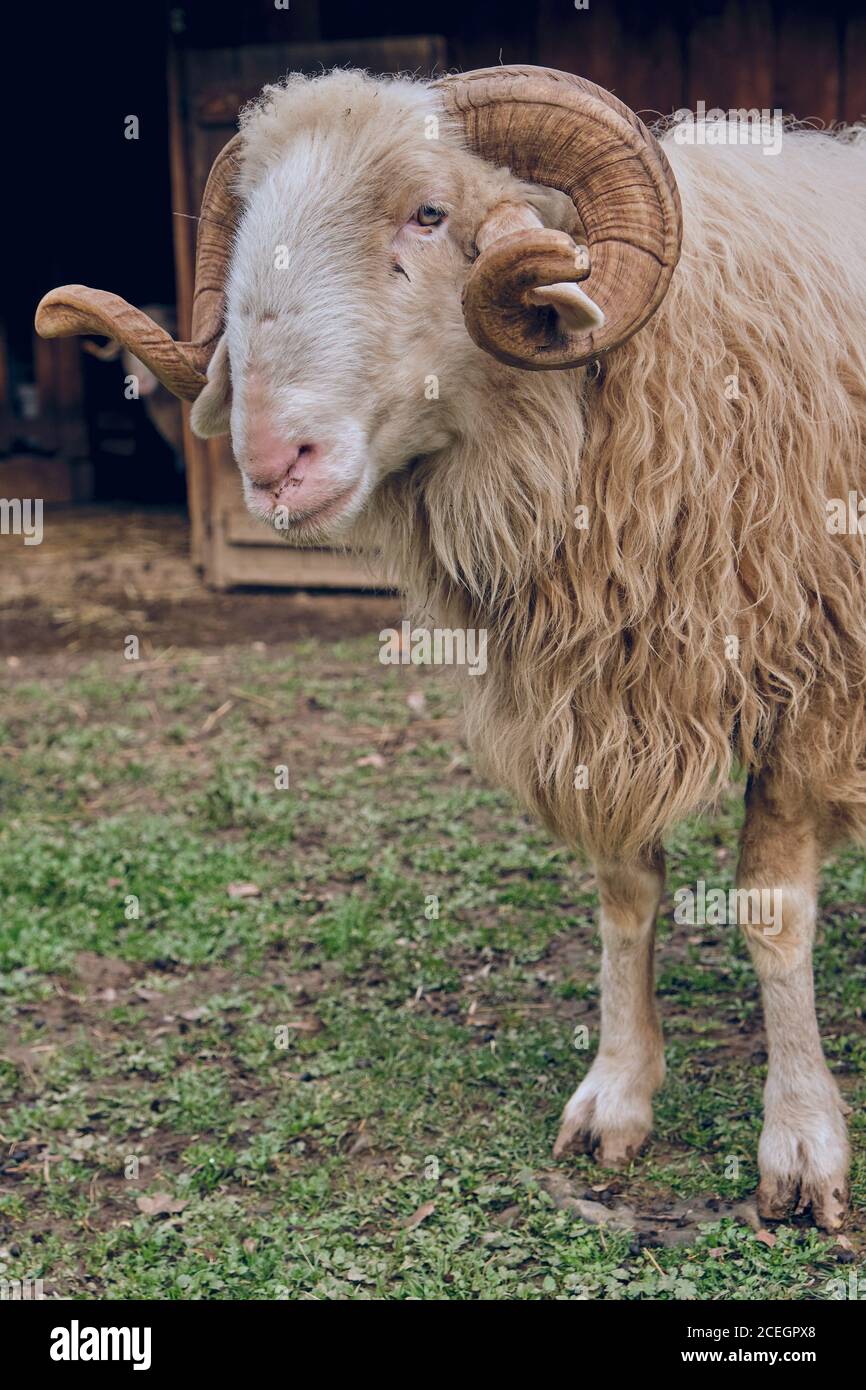 Sheep fold hi-res stock photography and images - Alamy