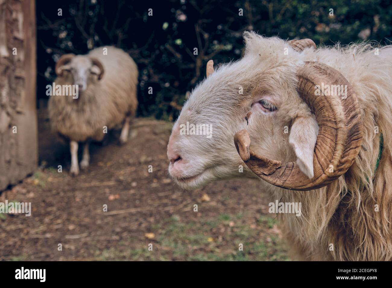Sheep fold hi-res stock photography and images - Alamy