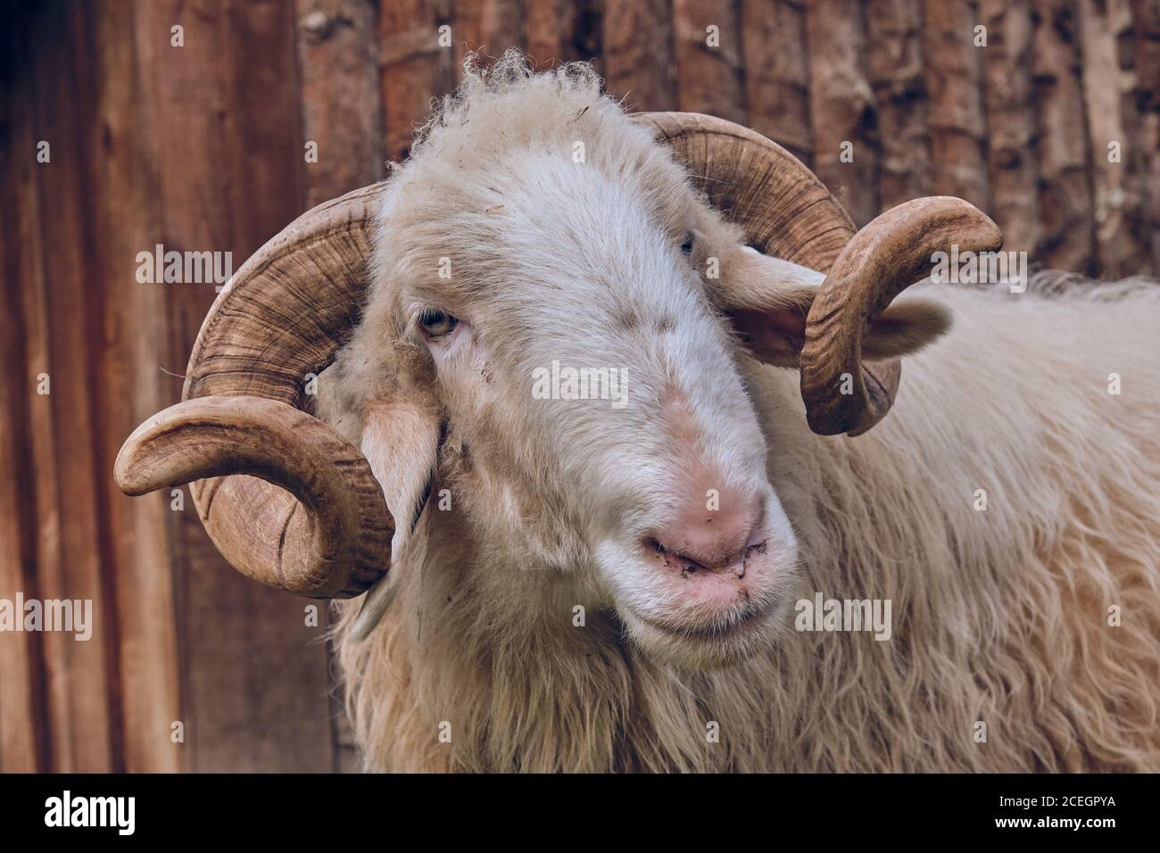 Sheep fold hi-res stock photography and images - Alamy