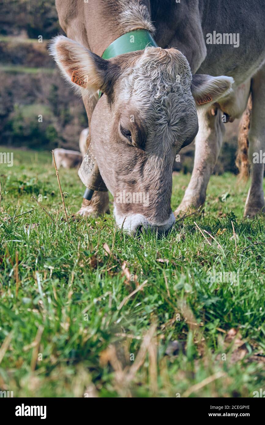 Pasturing hi-res stock photography and images - Alamy