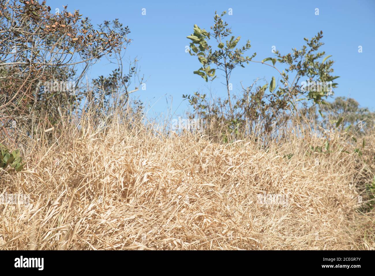 Dry vegetation hi-res stock photography and images - Alamy