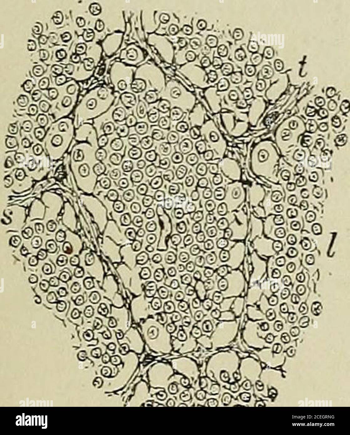 . Text-book of normal histology: including an account of the ...