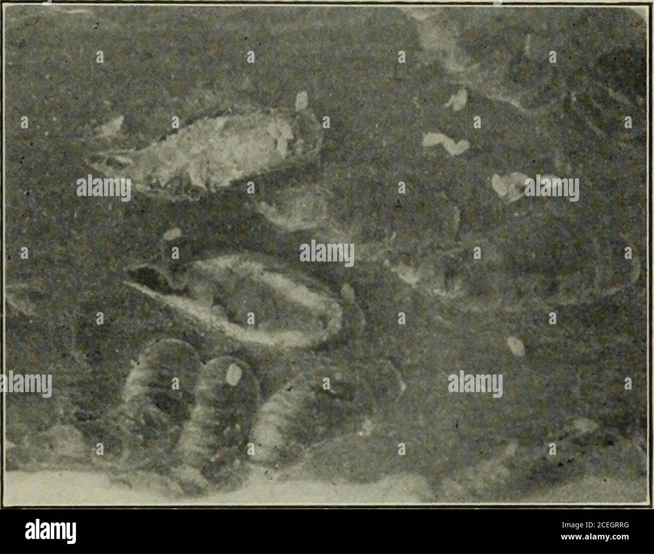 . Manual of fruit insects. Fig. 172. — Old and recently set oyster ...