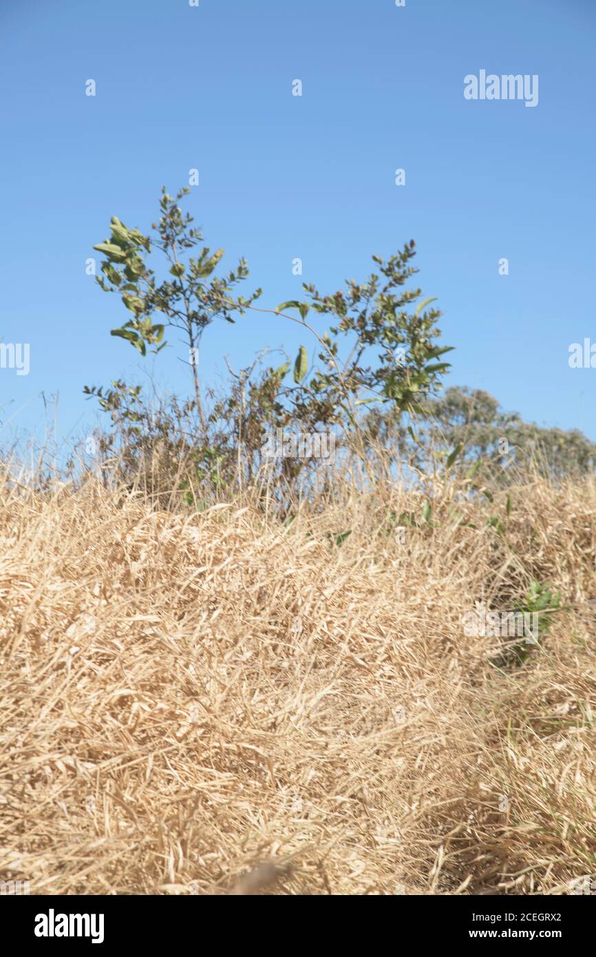 Dry Vegetation in the Mountains in Brazil Stock Photo - Alamy