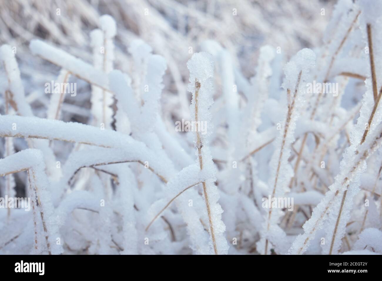 Grass in snow on ground Stock Photo - Alamy