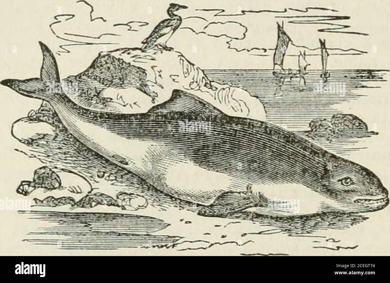 Pitchstone hi-res stock photography and images - Alamy