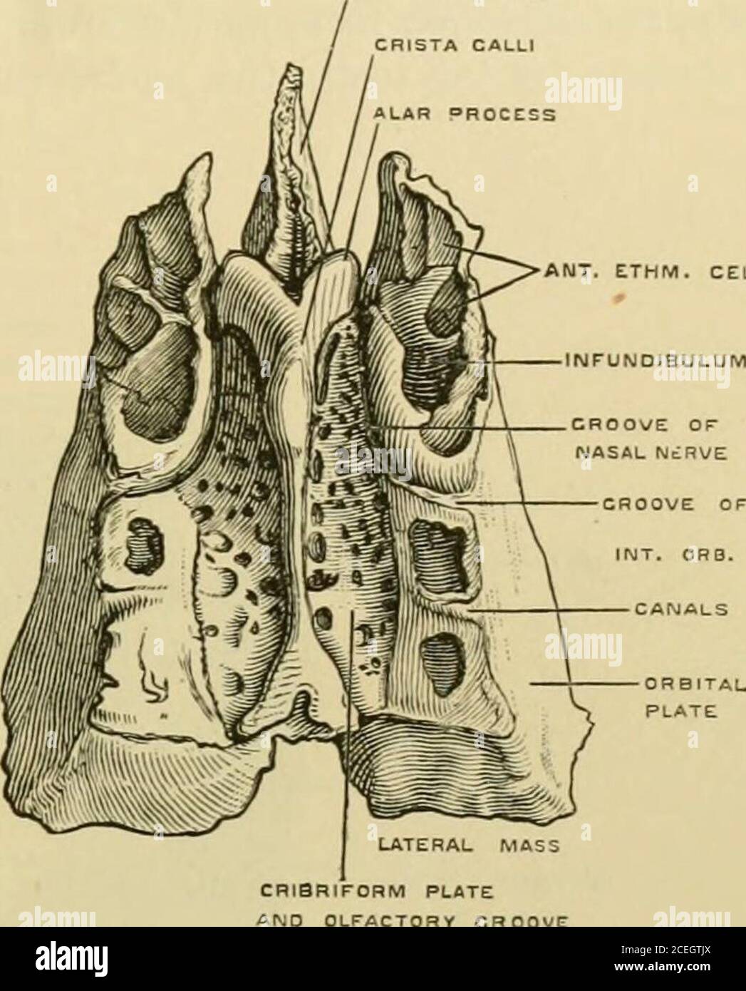 . Quain's Elements of anatomy. SUP. TURS. GONEIP. MEATUS MIO. TURB ...
