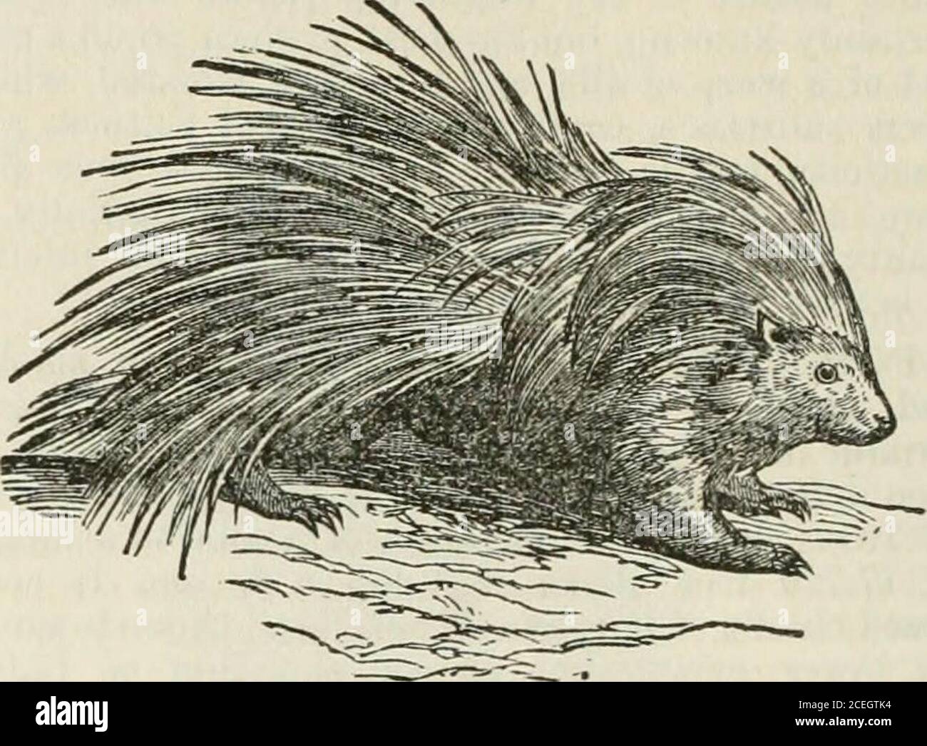 Plantigrade fore feet hi-res stock photography and images - Alamy