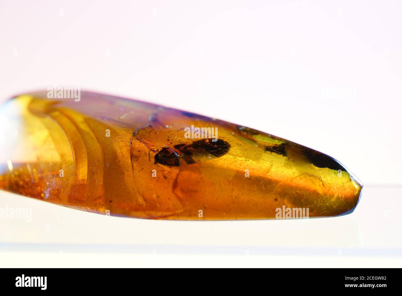 Insect trapped in amber hi-res stock photography and images - Alamy