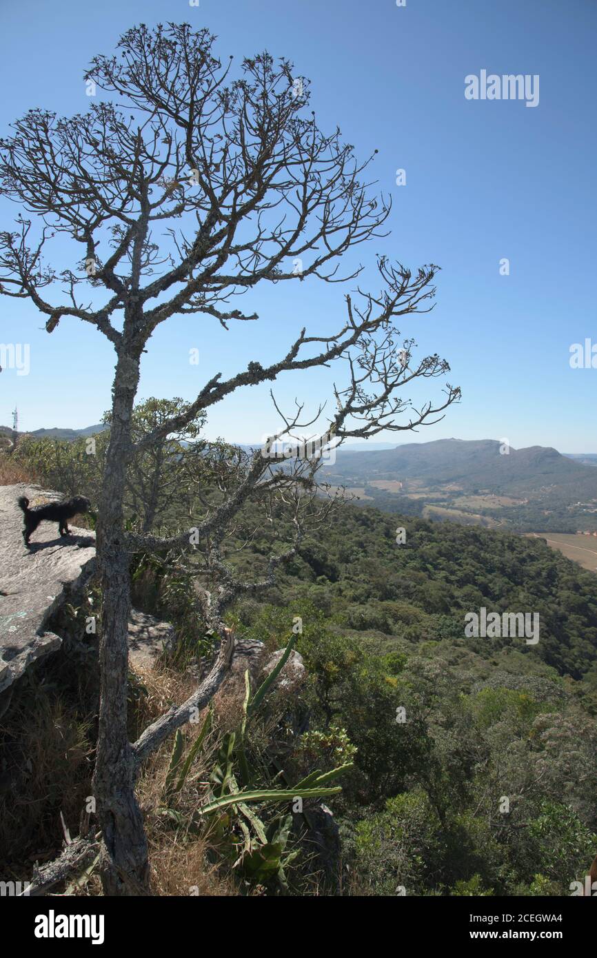 Dry Vegetation in the Mountains in Brazil Stock Photo - Alamy