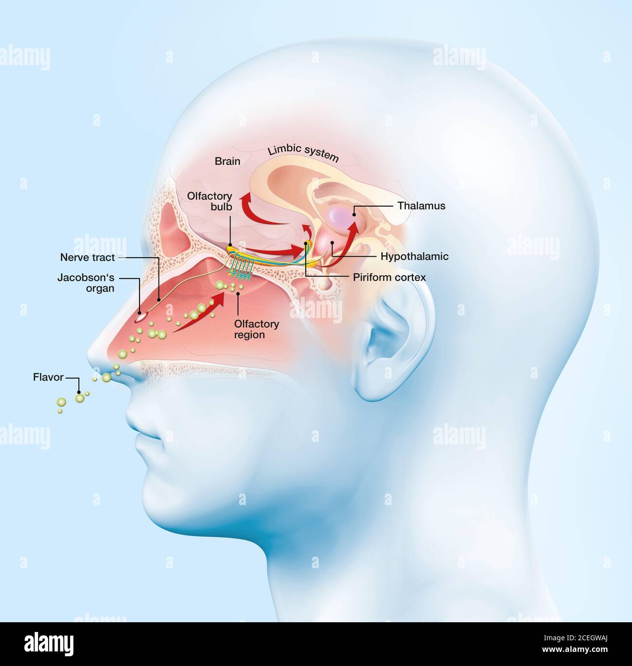 This medically 3D illustration showing the function of the olfactory ...