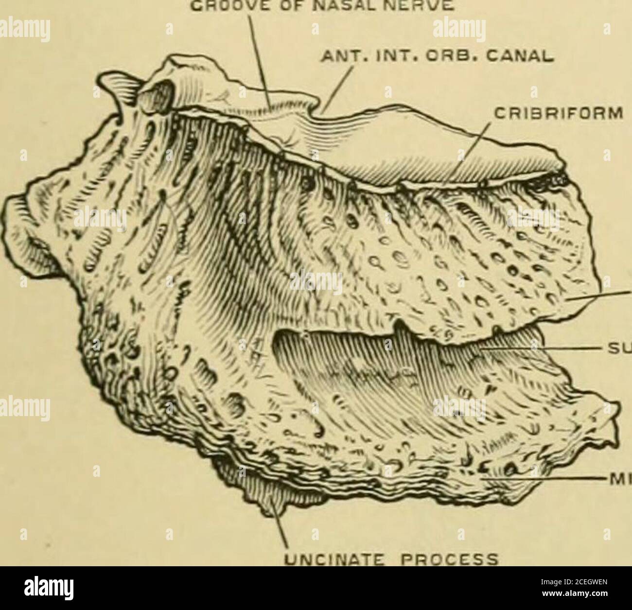 . Quain's Elements of anatomy. cavity ; at its extremity it articulates ...