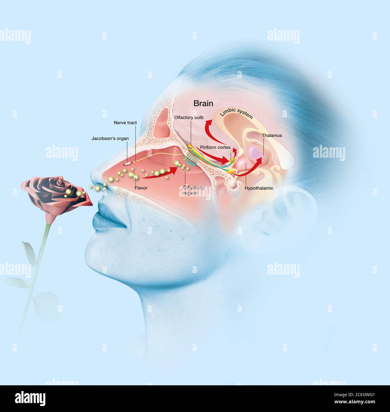 Sense of smell hi-res stock photography and images - Alamy