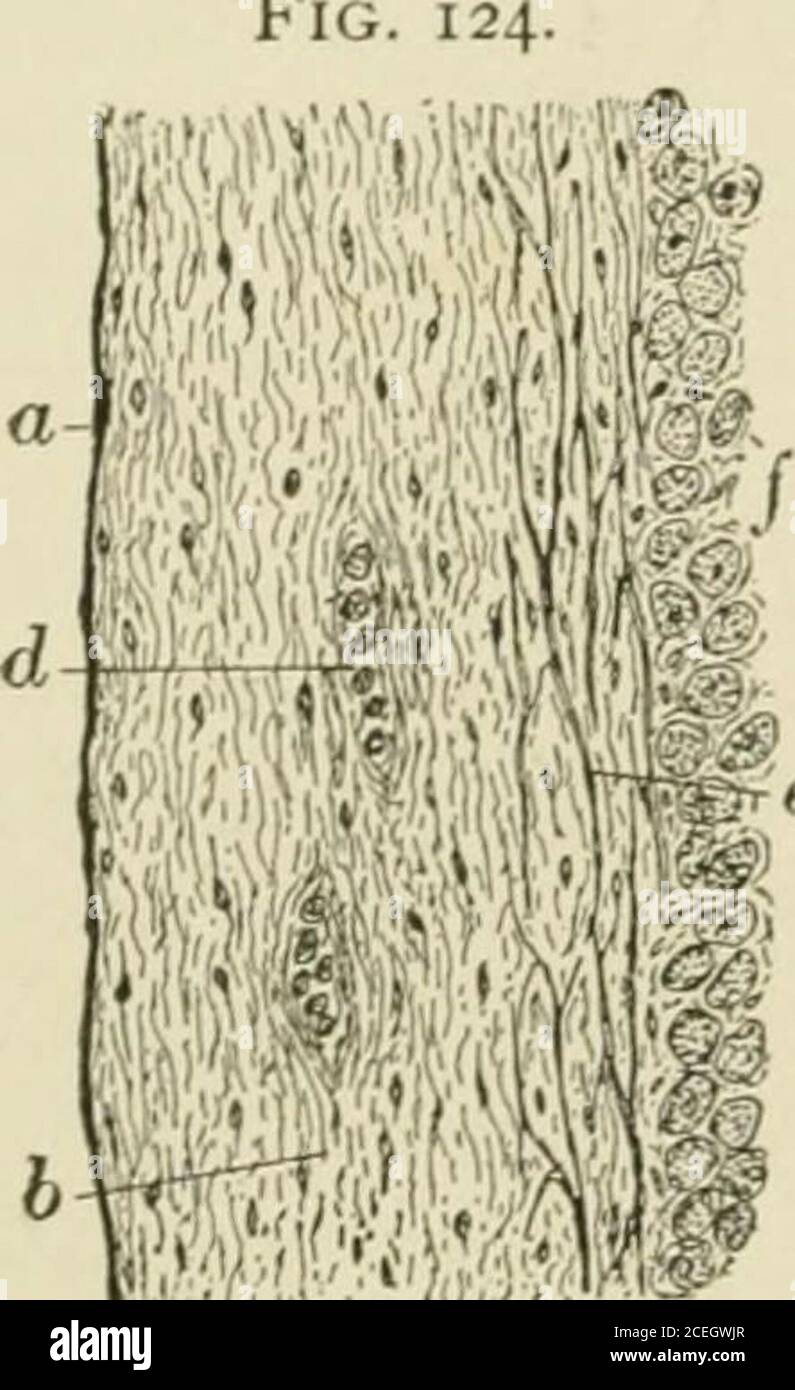 . Text-book of normal histology: including an account of the ...