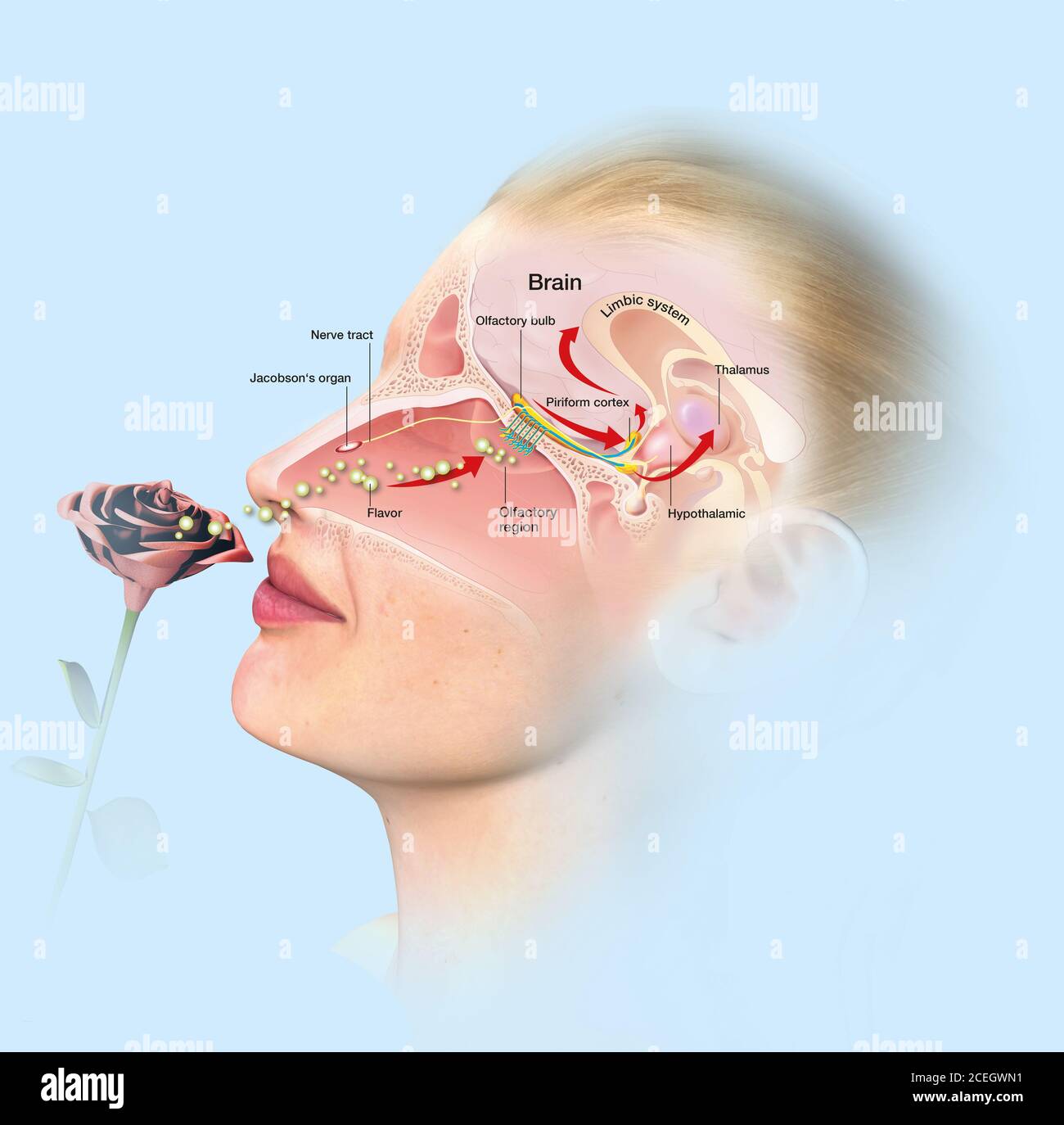 Rose anatomy hi-res stock photography and images - Alamy
