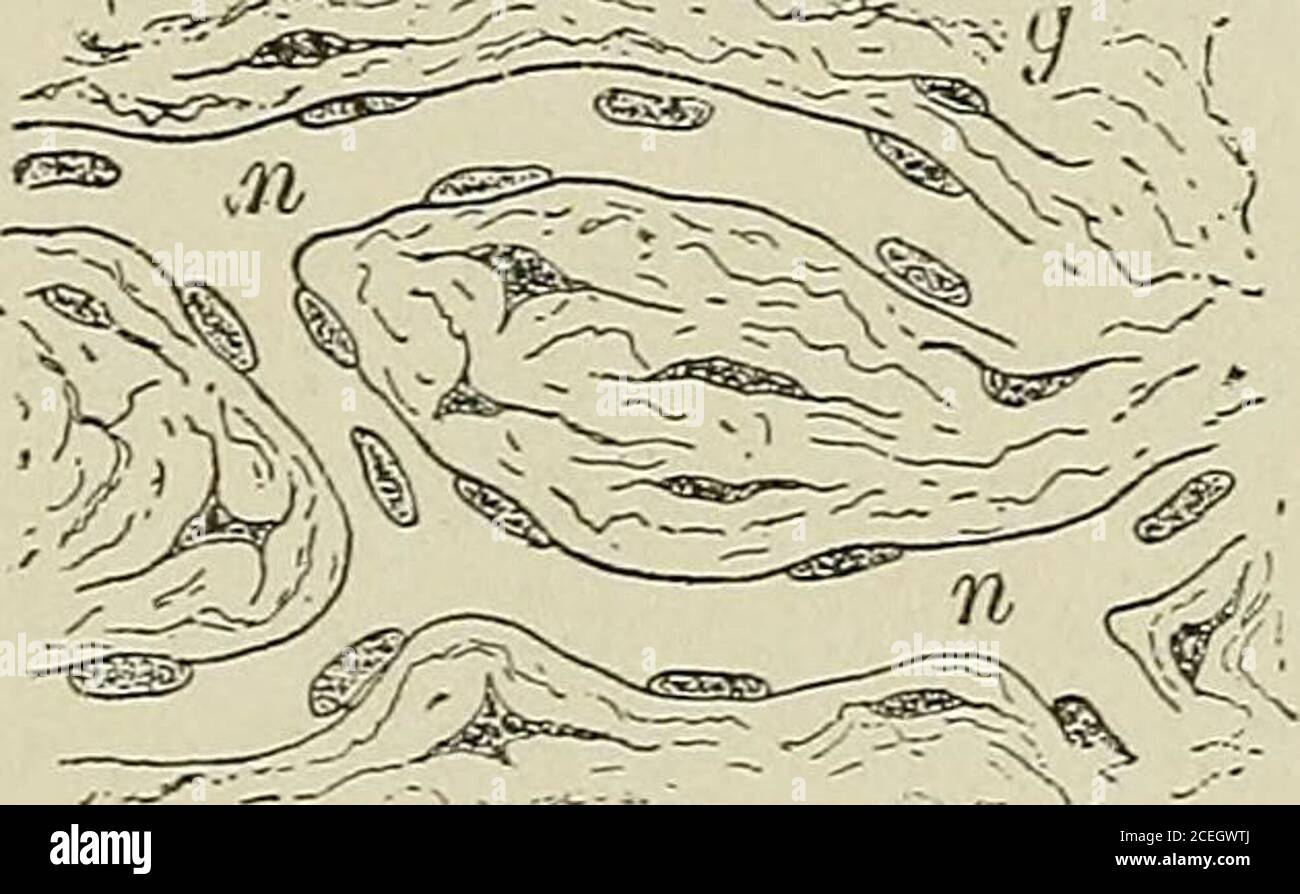 Blood capillaries histology hi-res stock photography and images - Alamy