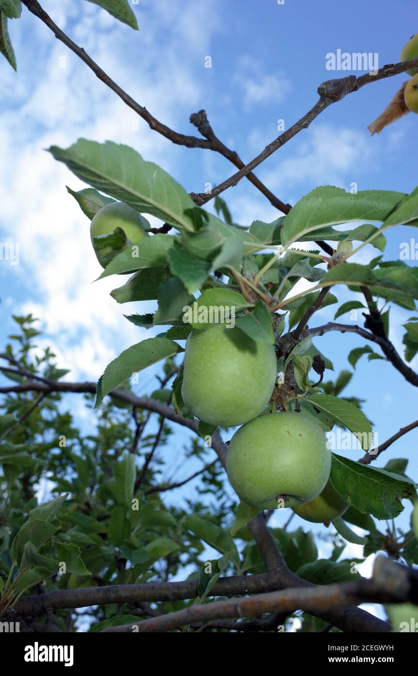 Apple tree with fruits close-up Stock Photo - Alamy