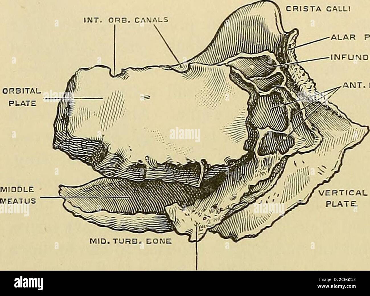 Foramen spinosum hi-res stock photography and images - Alamy