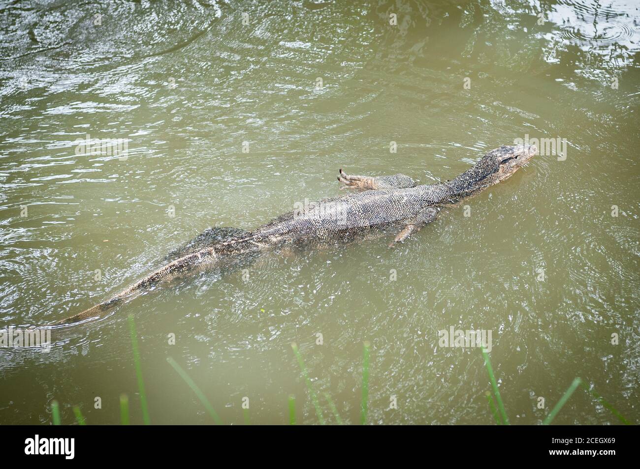 A giant monitor lizard in Lumphini park Bangkok Thailand Stock Photo ...