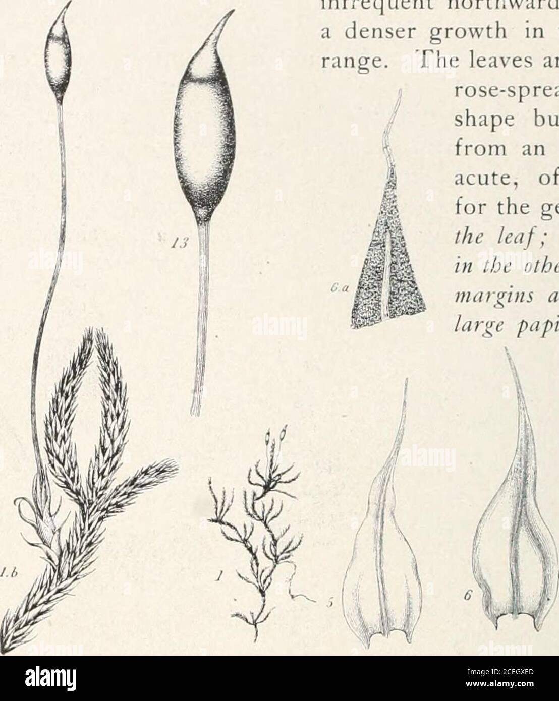 Rounded leaf apex hi-res stock photography and images - Alamy